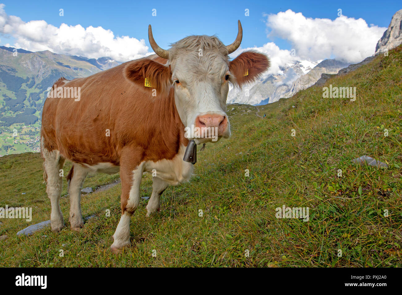 Cow Grindelwald Switzerland Stock Photos & Cow Grindelwald Switzerland ...
