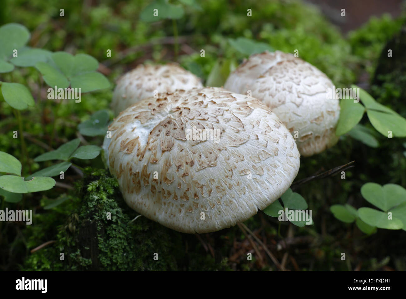 Lentinus lepideus. known as scaly lentinus and train wrecker mushroom ...