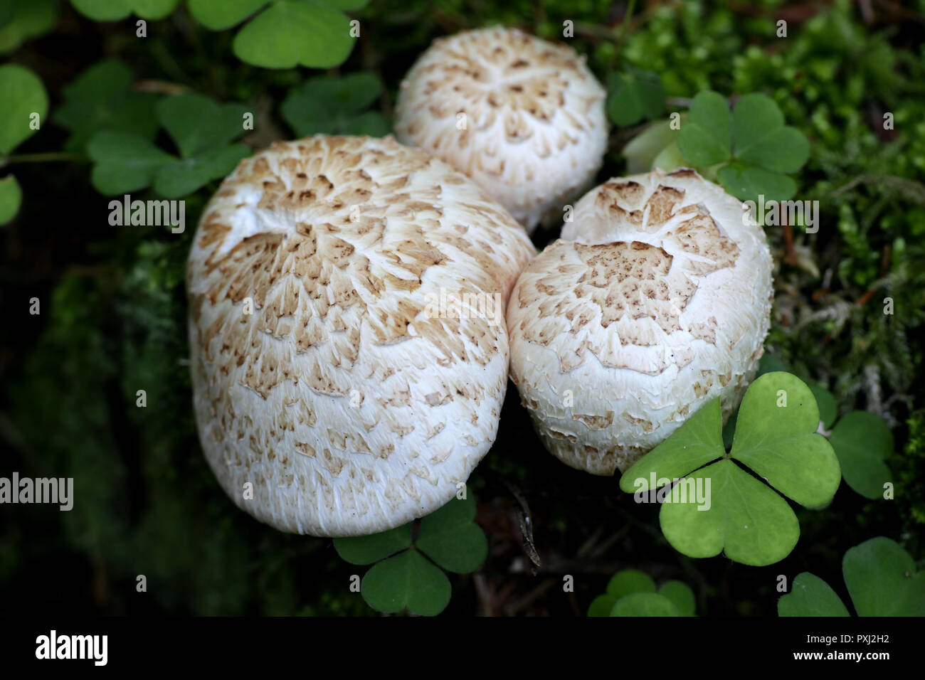 Lentinus lepideus. known as scaly lentinus and train wrecker mushroom ...