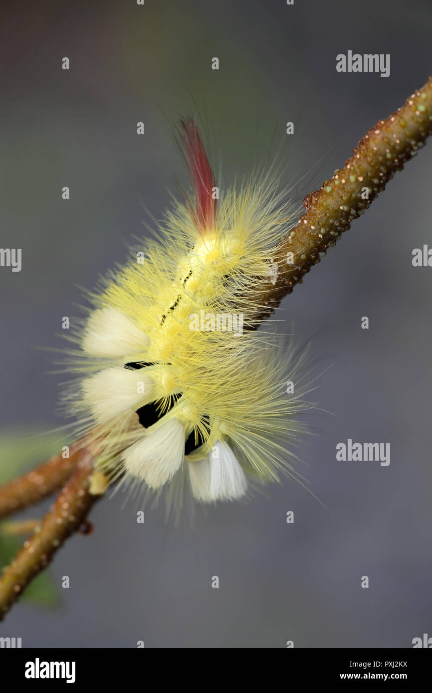 Pale tussock moth caterpillar, Calliteara pudibunda Stock Photo - Alamy