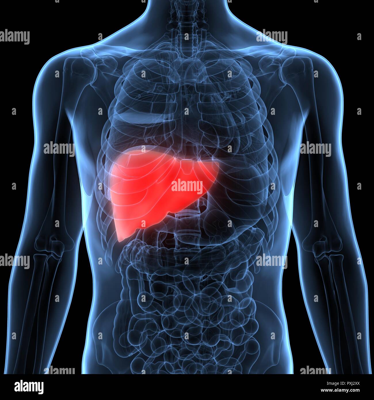 Liver anatomy hi-res stock photography and images - Alamy Liver anatomy hi-res stock photography and images - Alamy