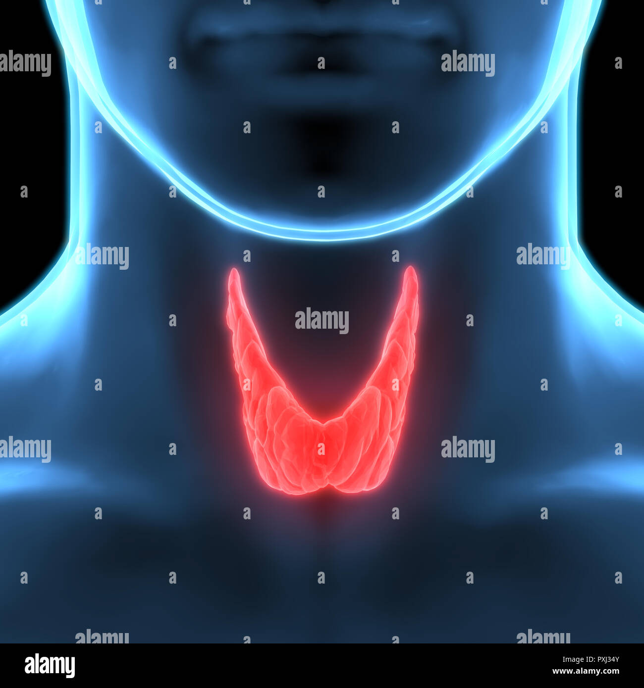 Human Glands (Thyroid Gland) Anatomy Stock Photo - Alamy