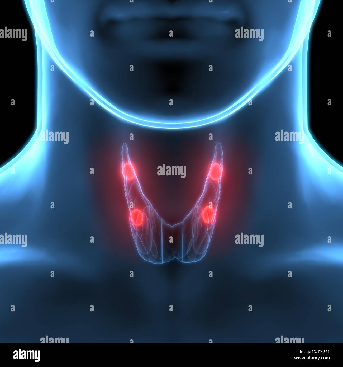 Human Glands (Thyroid Gland) Anatomy Stock Photo - Alamy