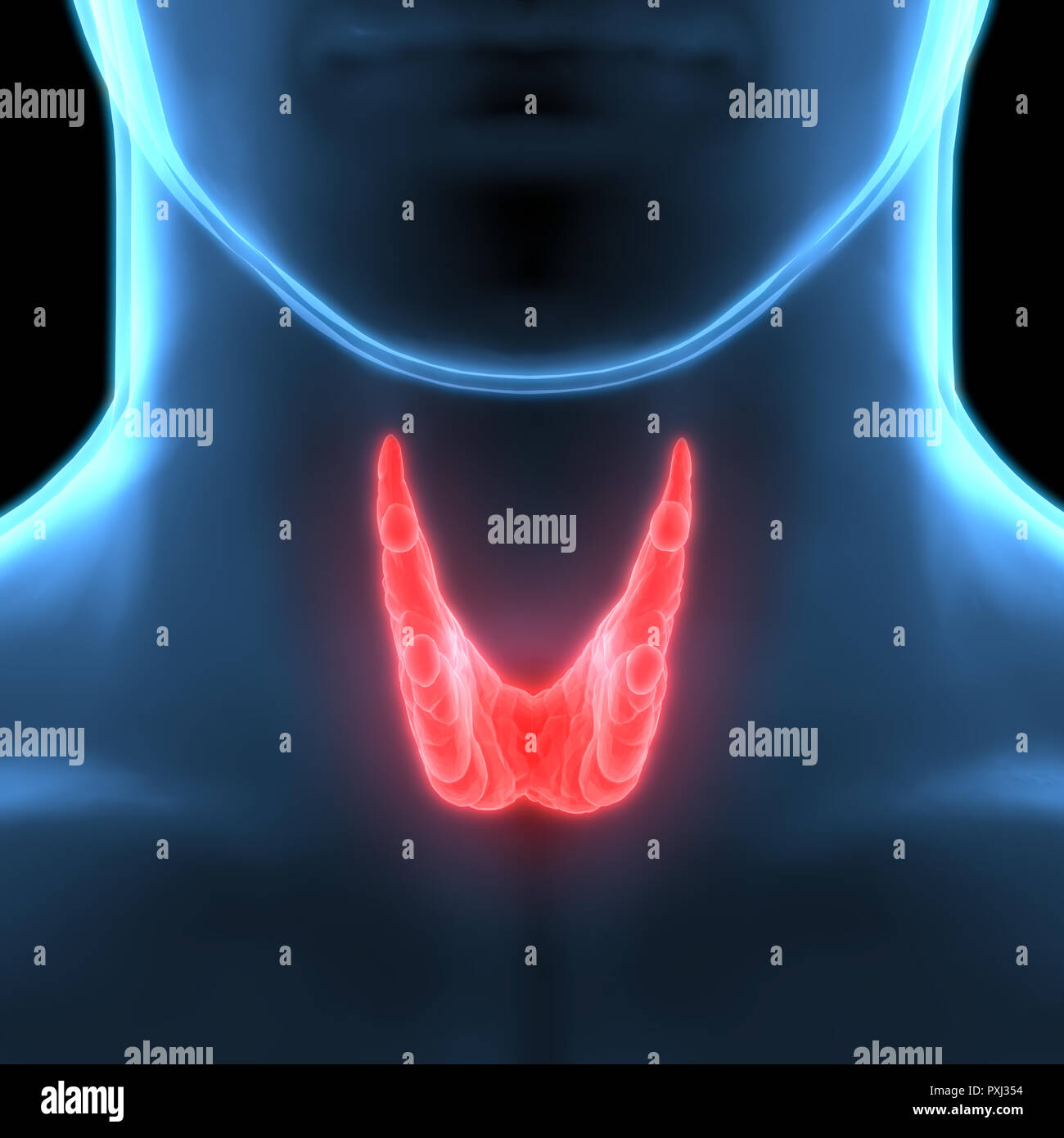 Thyroid gland anatomy hi-res stock photography and images - Alamy