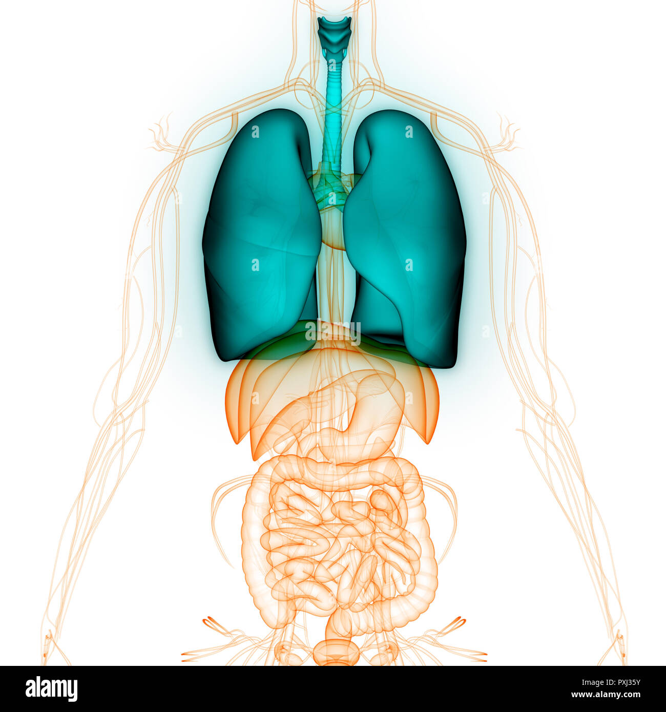 Human Respiratory System Anatomy Stock Photo - Alamy