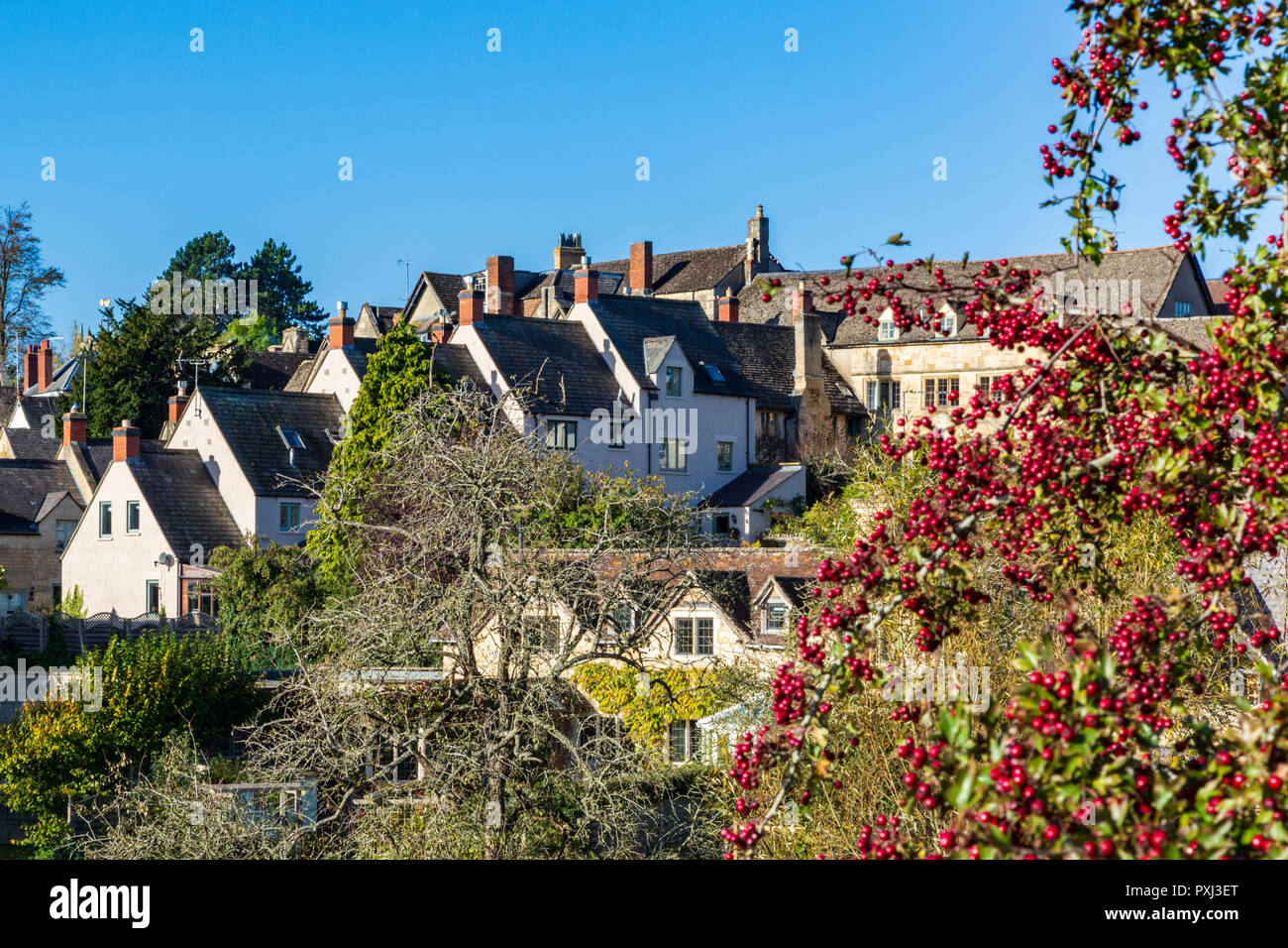 Autumn Hawthorn berries with Winchombe town in the background, England ...