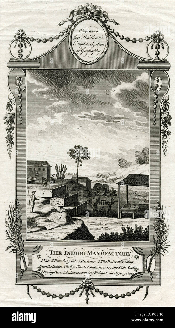 Indigo plant india hi-res stock photography and images - Alamy