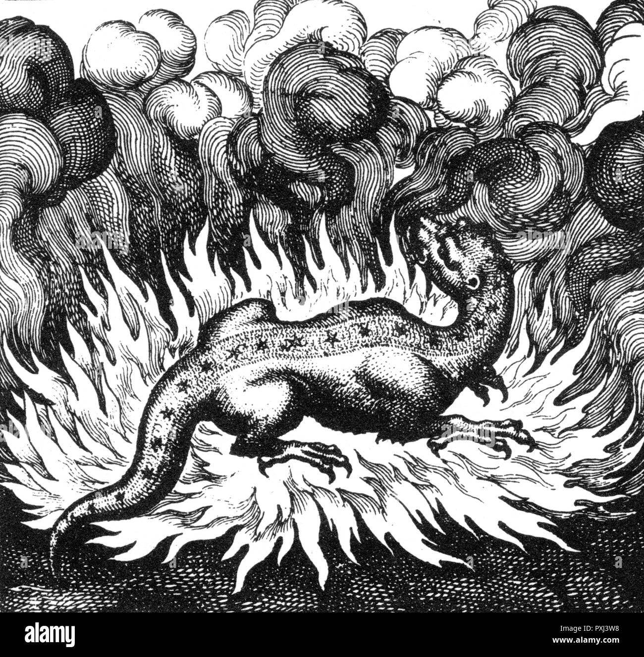 Salamander - Mythical Creature. Date: 1687 Stock Photo - Alamy