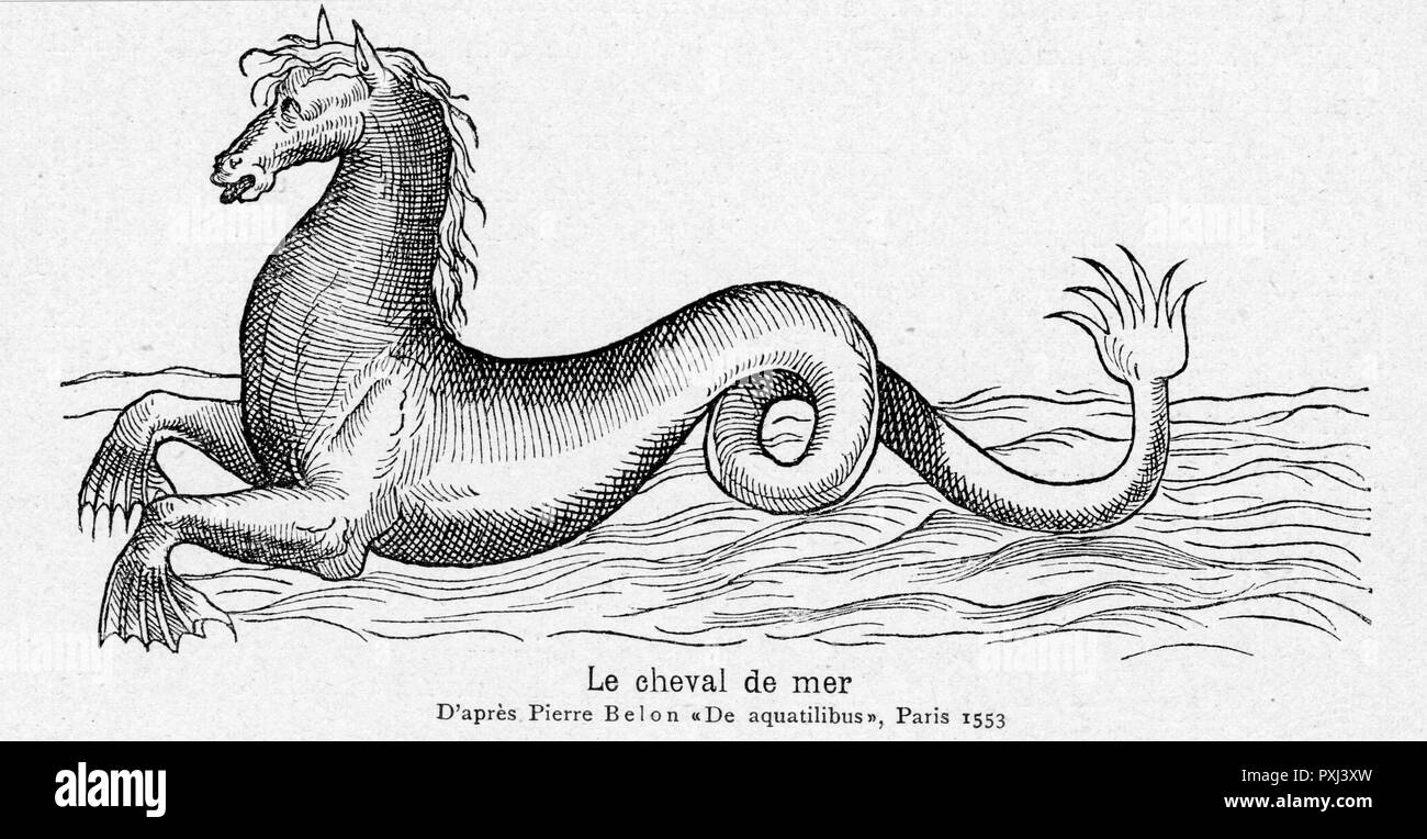 SEA HORSE BELON Stock Photo - Alamy