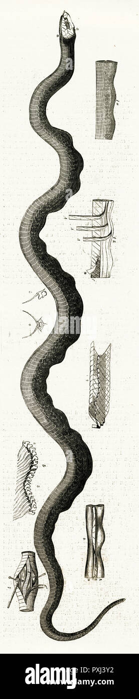 The great serpent hi-res stock photography and images - Alamy