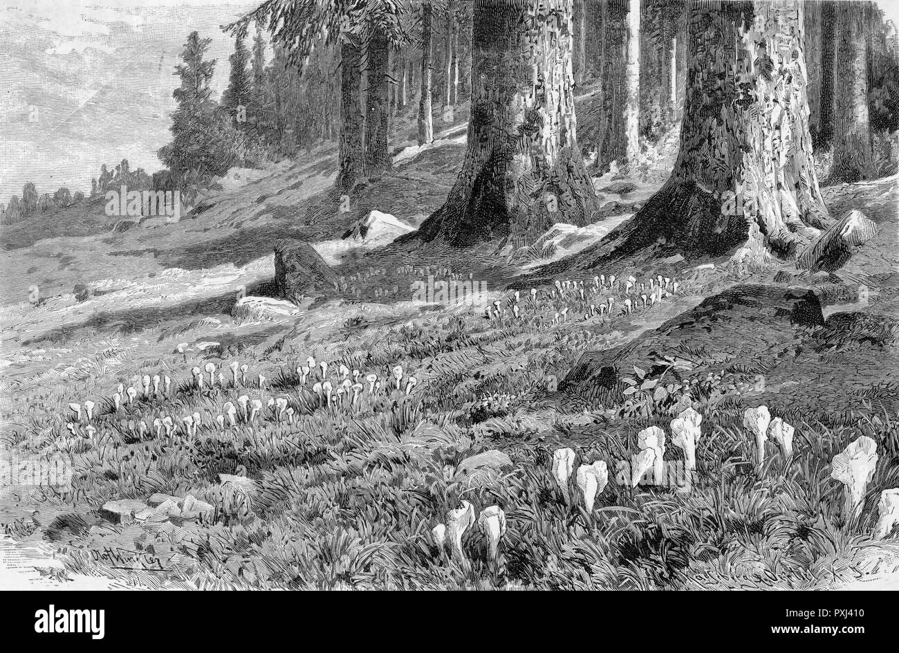 Fairy rings’ of fungus hi-res stock photography and images - Alamy