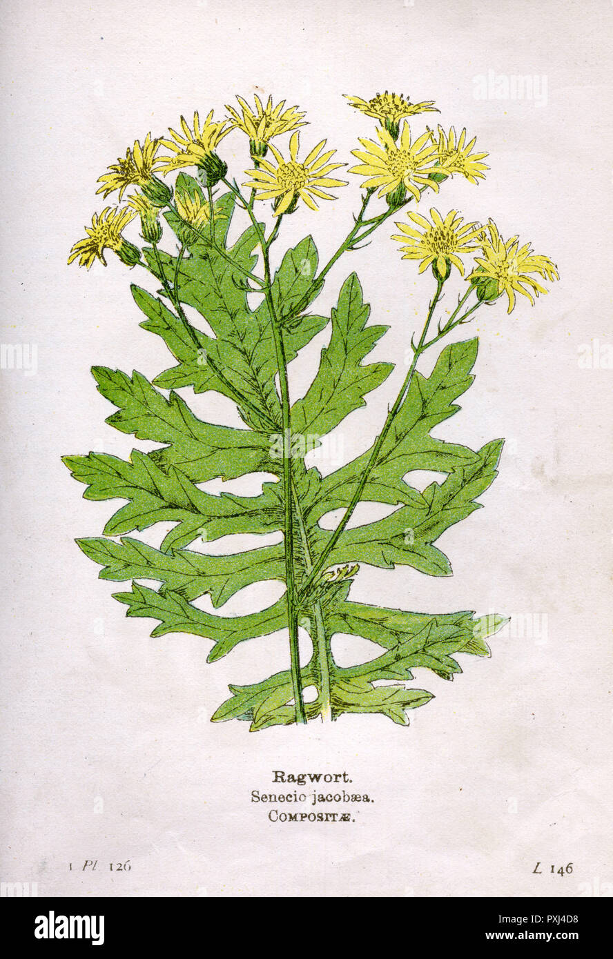 Woodland ragwort hi-res stock photography and images - Alamy