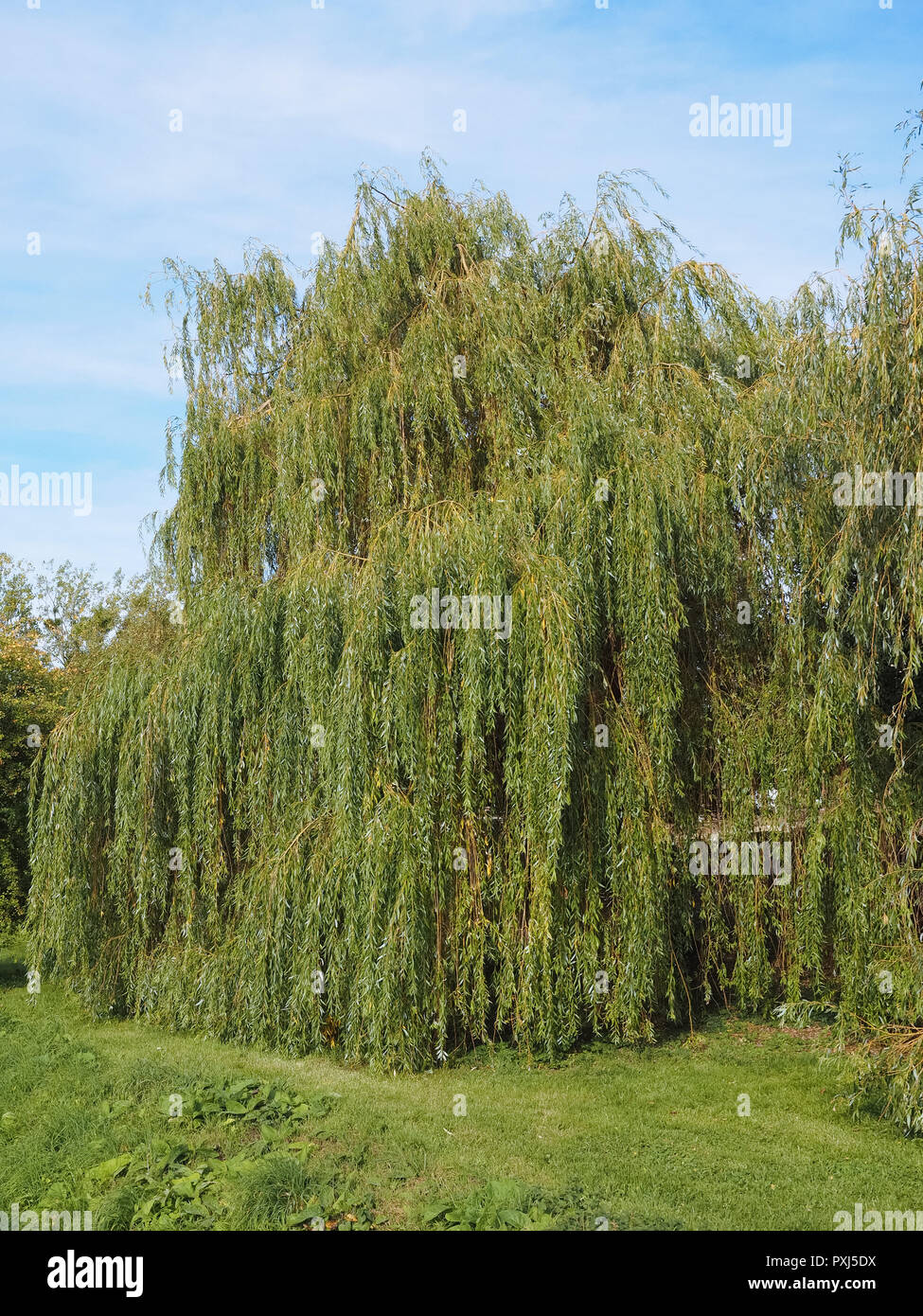 Weeping willow (Salix babylonica) aka Babylon willow tree Stock Photo - Alamy