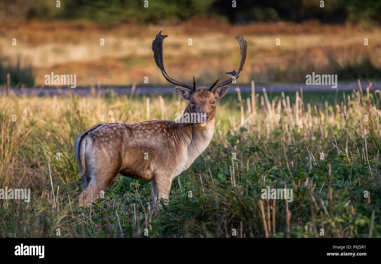 Allow deer hi-res stock photography and images - Alamy
