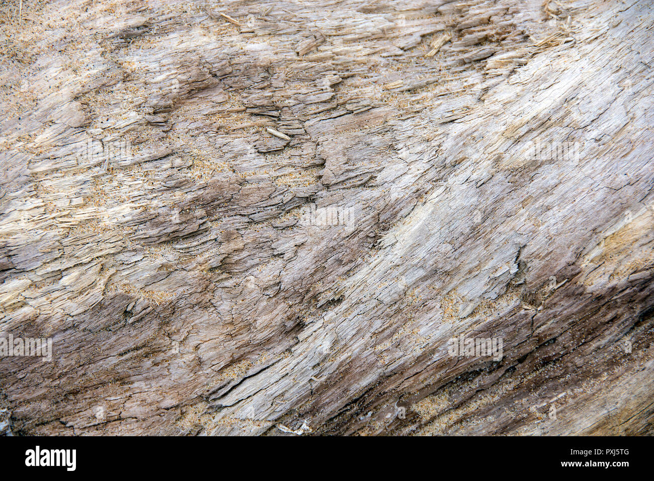close up of sand granules on weathered driftwood log Stock Photo - Alamy