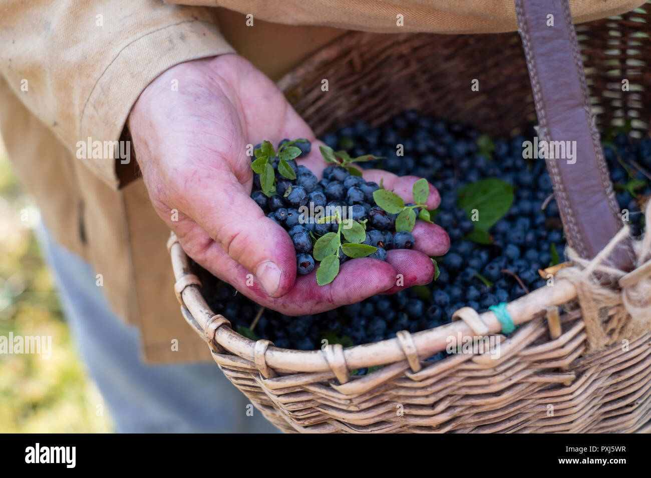 Male hands with fresh ripe blueberries. Gathering berries in forest ...