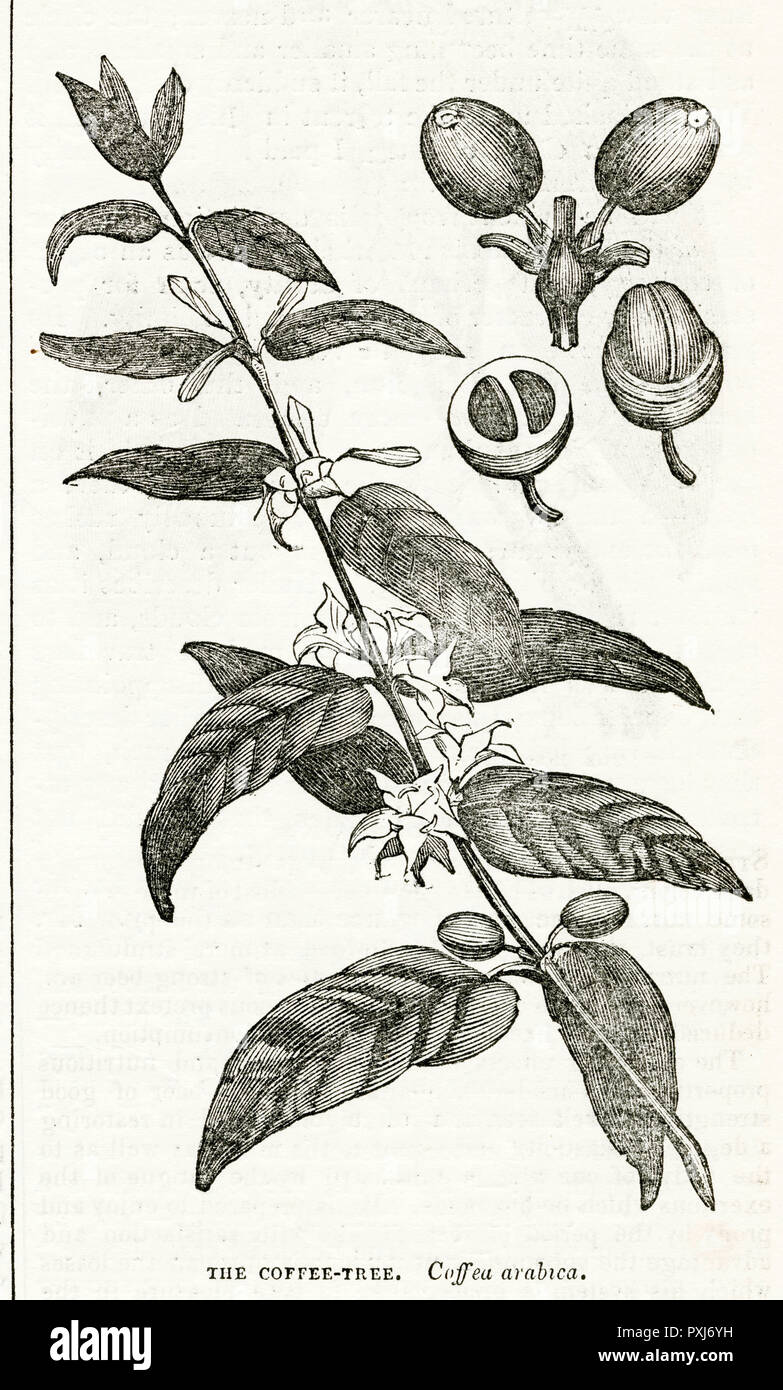Coffea plant hi-res stock photography and images - Alamy