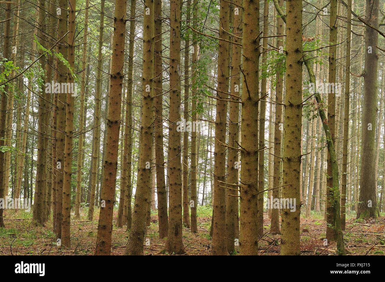 Monocultural hi-res stock photography and images - Alamy