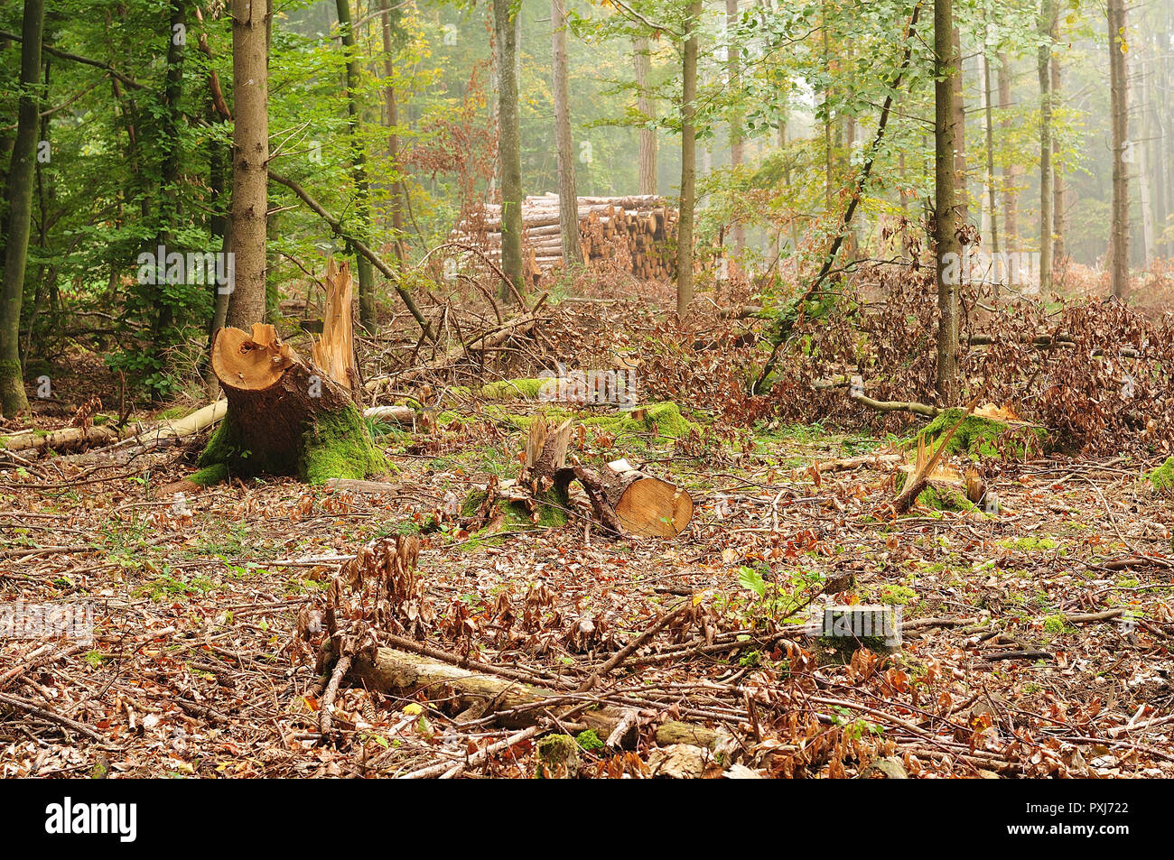 Firewood sawn fallen hi-res stock photography and images - Alamy