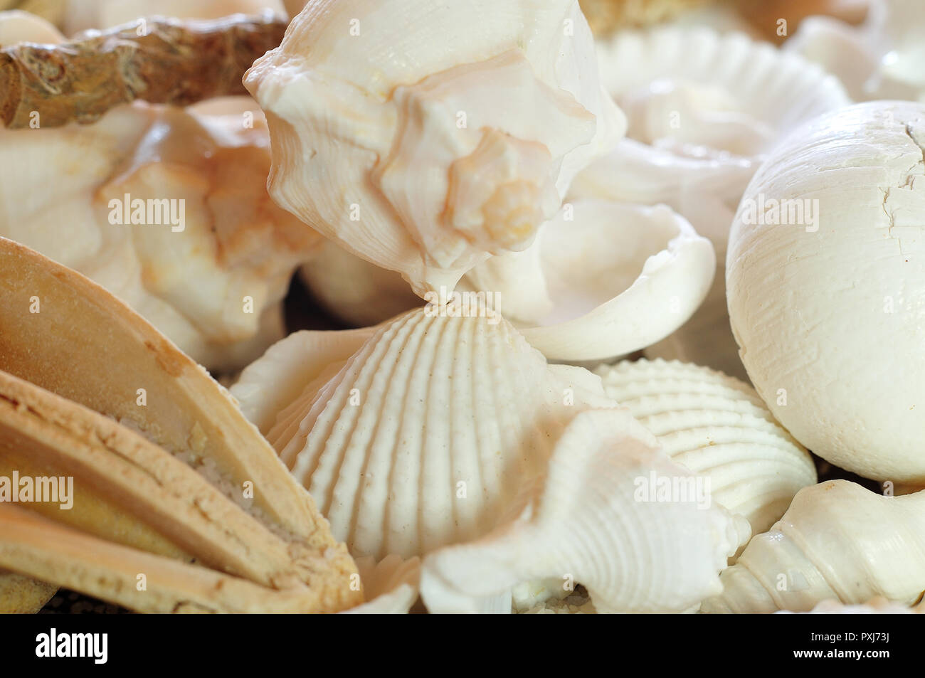 Pile of snail shells hi-res stock photography and images - Alamy