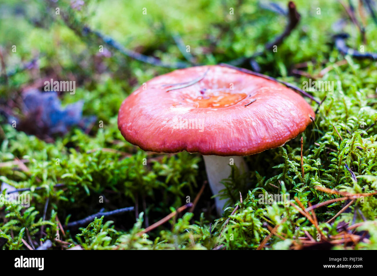 The genus Russula includes some very beautiful and interesting species ...