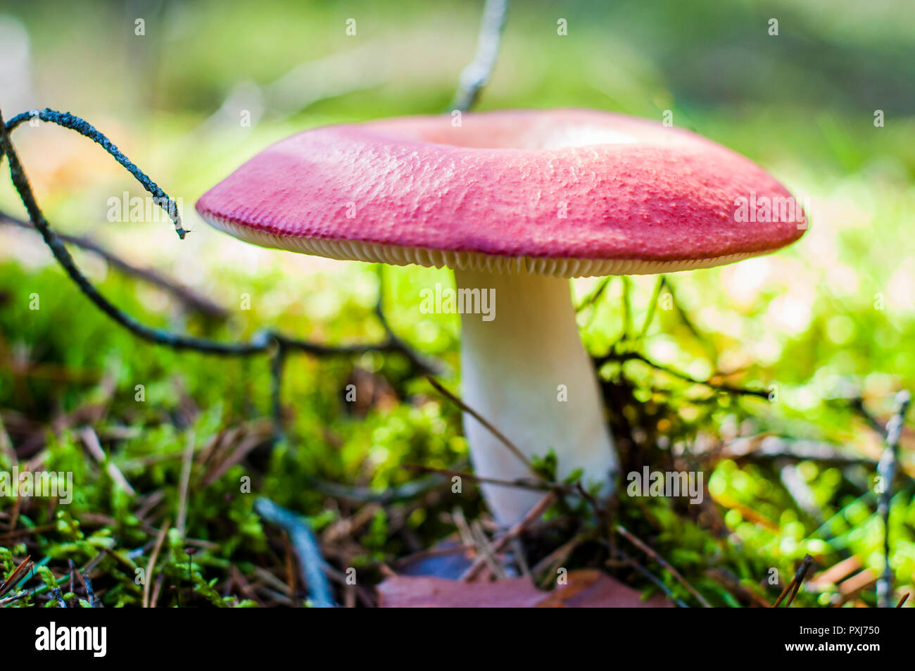 The genus Russula includes some very beautiful and interesting species ...