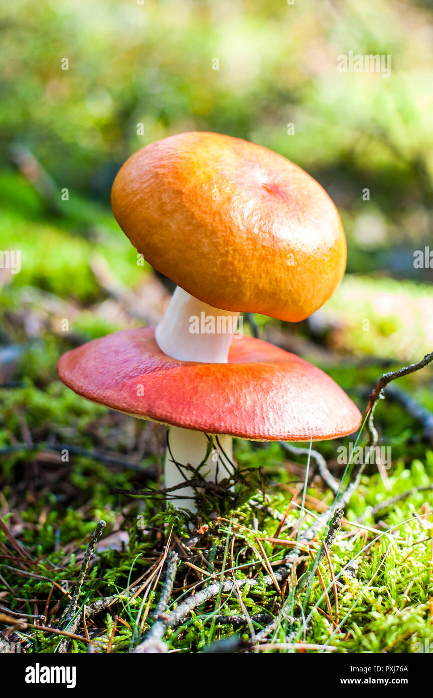 The genus Russula includes some very beautiful and interesting species ...