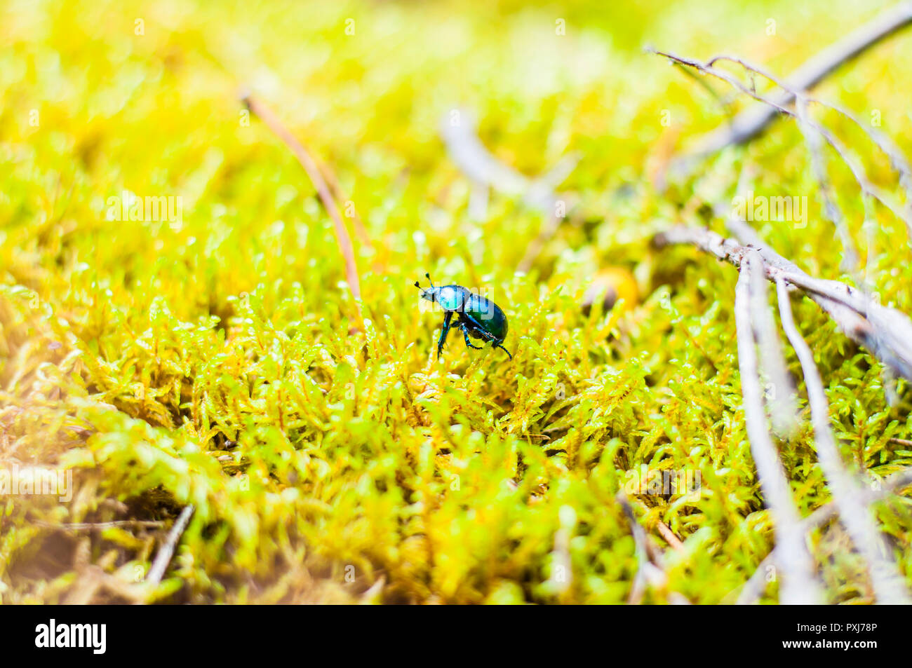 Vibrant shiny Geotrupidae earth-boring dung beetle walking on moss ...