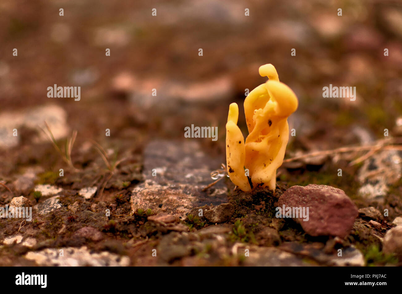 Mu pink hi-res stock photography and images - Alamy