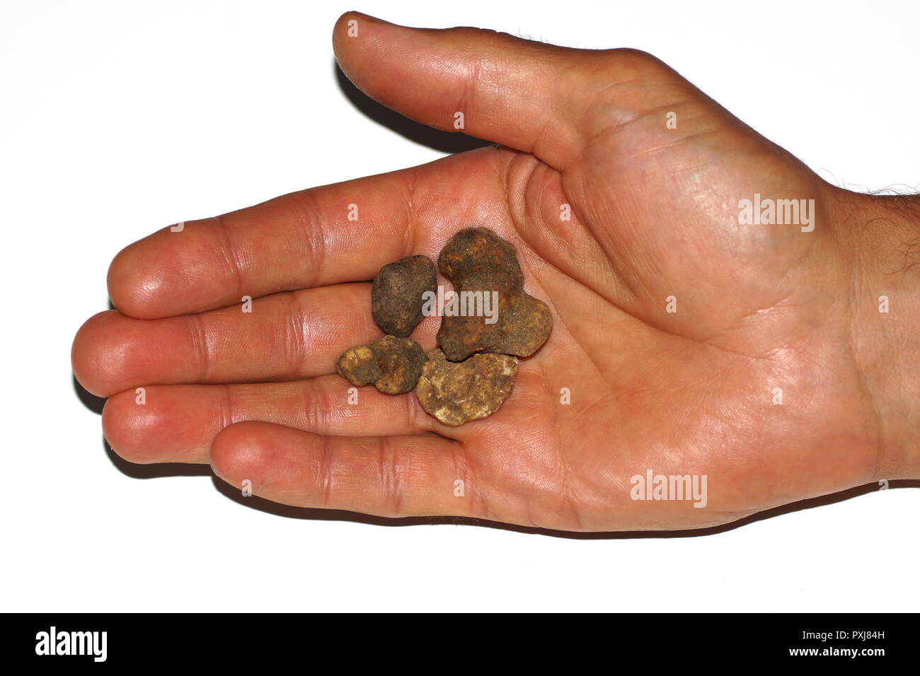 White truffle tuber magnatum tuberaceae hi-res stock photography and ...