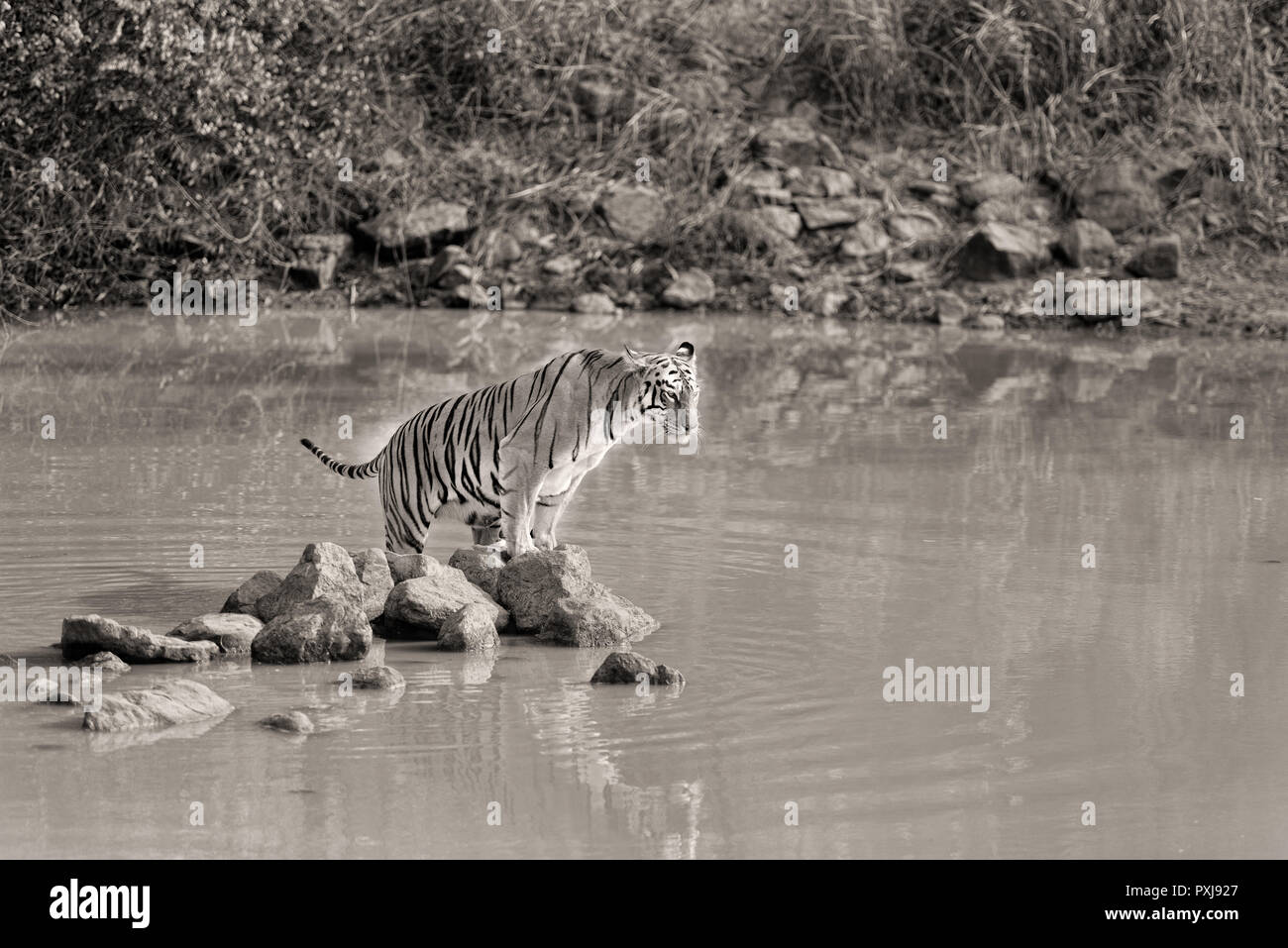 Maya (tiger) cooling down in a body of water in Tadoba National Park ...