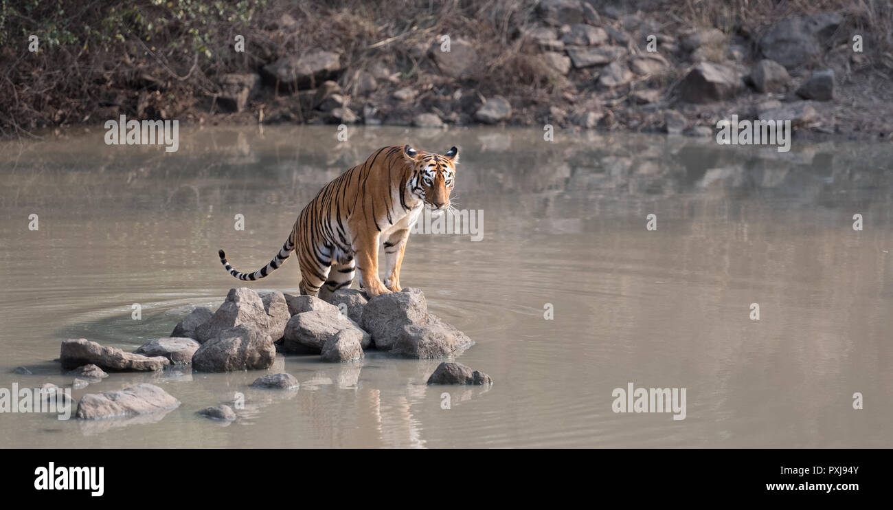 Maya (tiger) cooling down in a body of water in Tadoba National Park ...