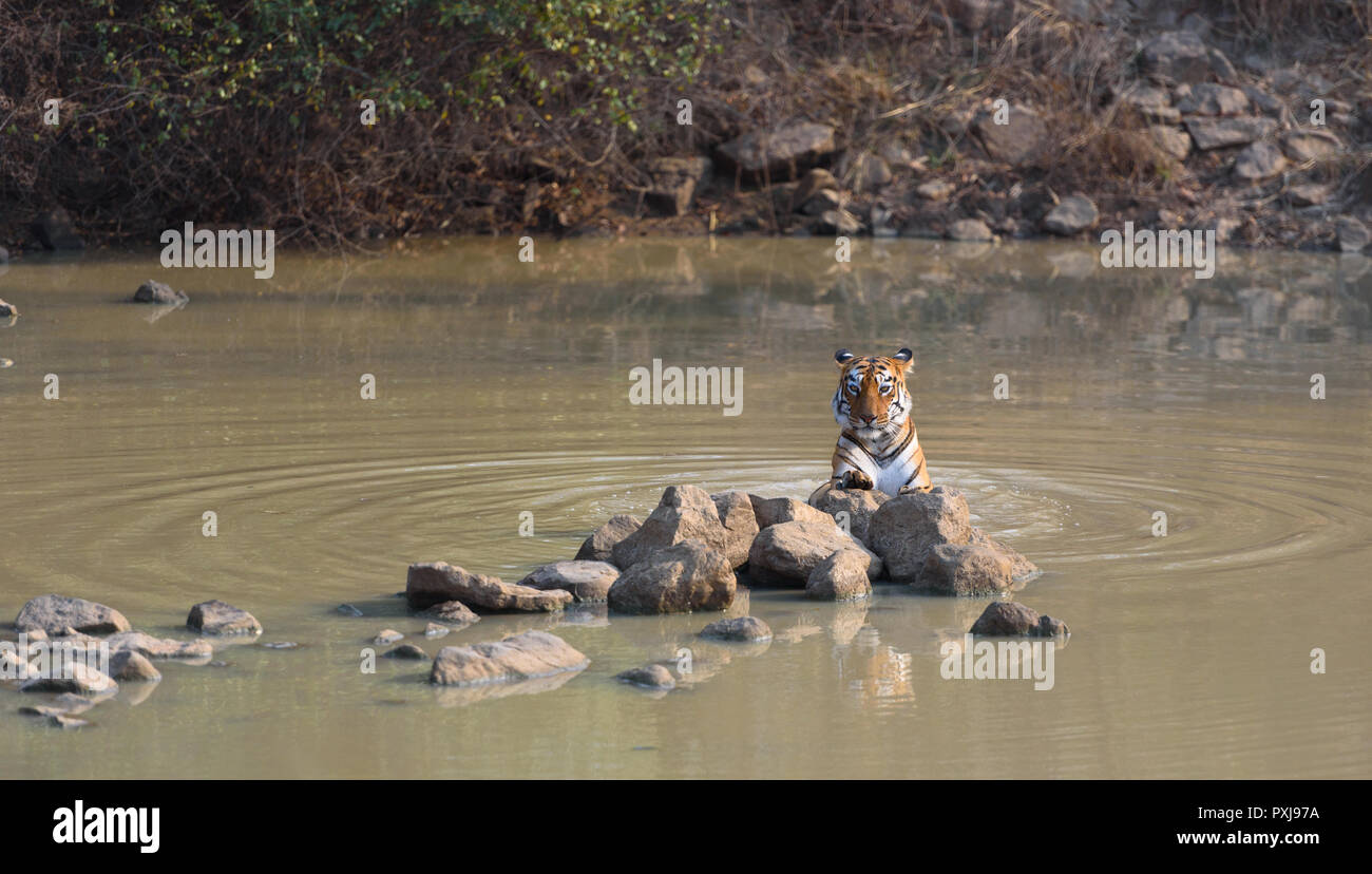 Maya (tiger) cooling down in a body of water in Tadoba National Park ...