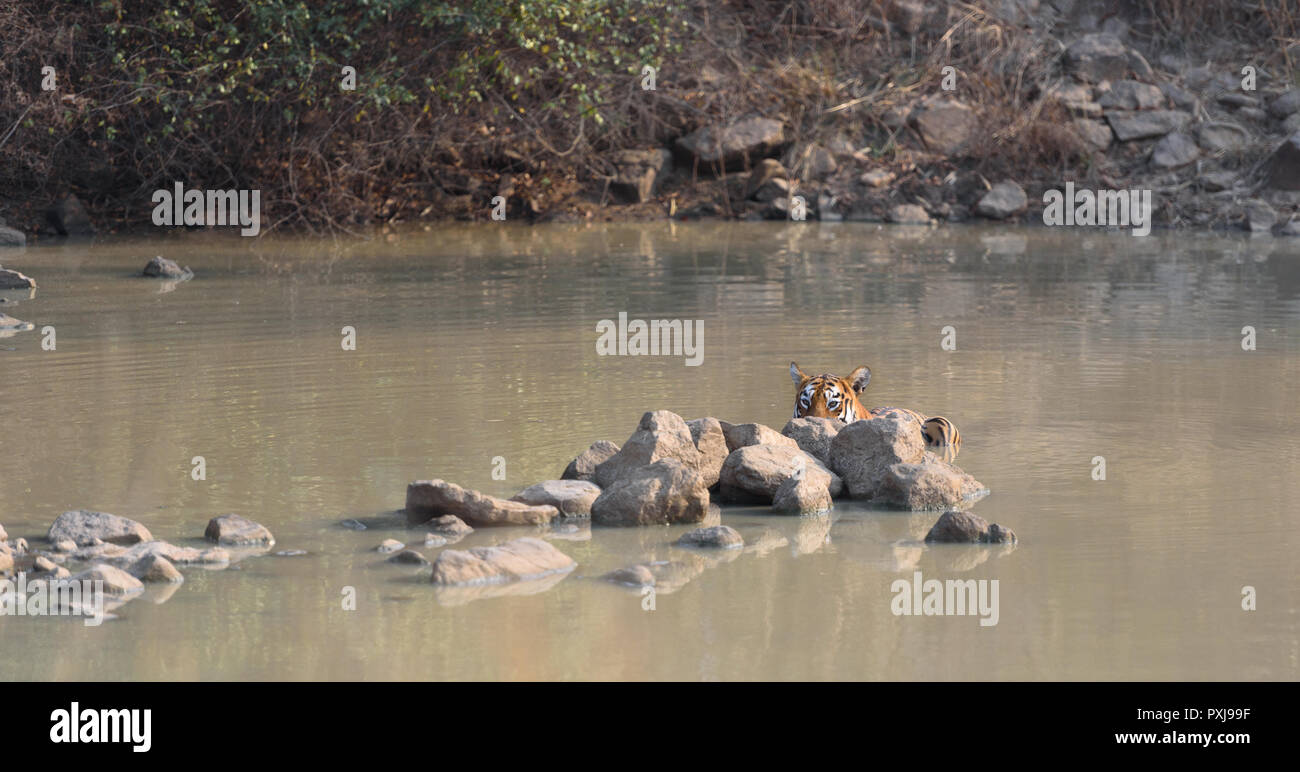 Maya (tiger) cooling down in a body of water in Tadoba National Park ...
