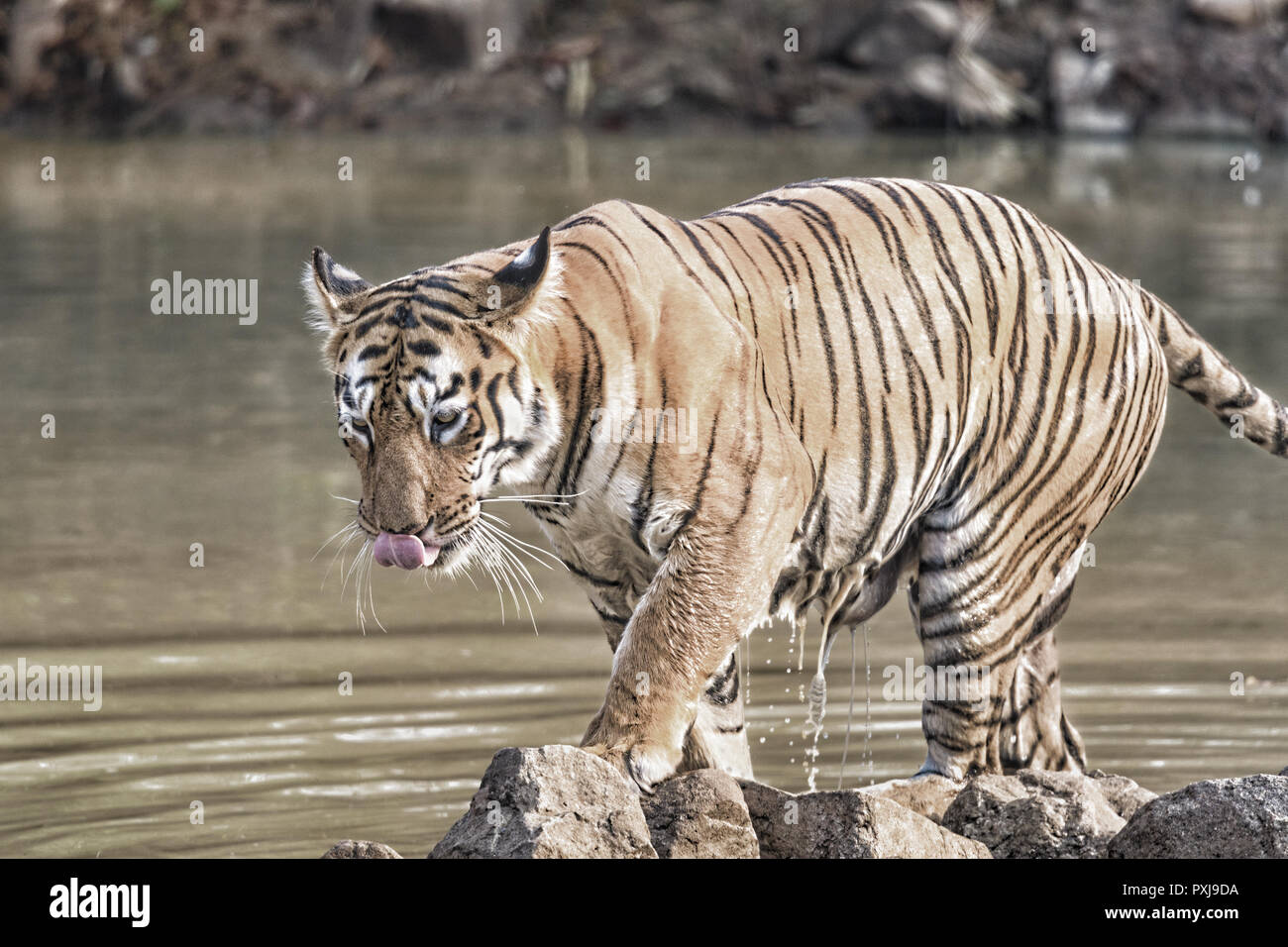 Maya (tiger) cooling down in a body of water in Tadoba National Park ...