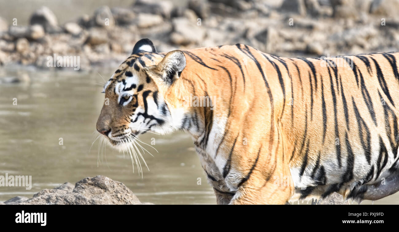 Maya (tiger) cooling down in a body of water in Tadoba National Park ...