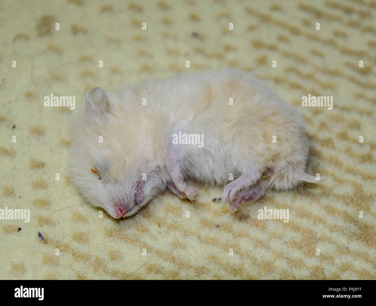 Rigor mortis dead body hi-res stock photography and images - Alamy