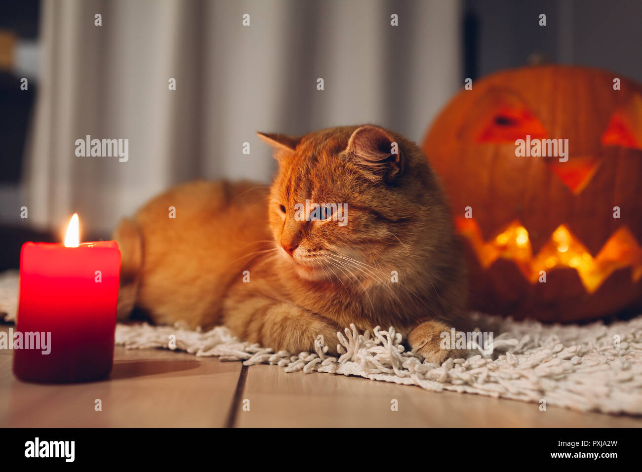 Halloween celebration. Red cat sitting by carved pumpkins on kitchen ...