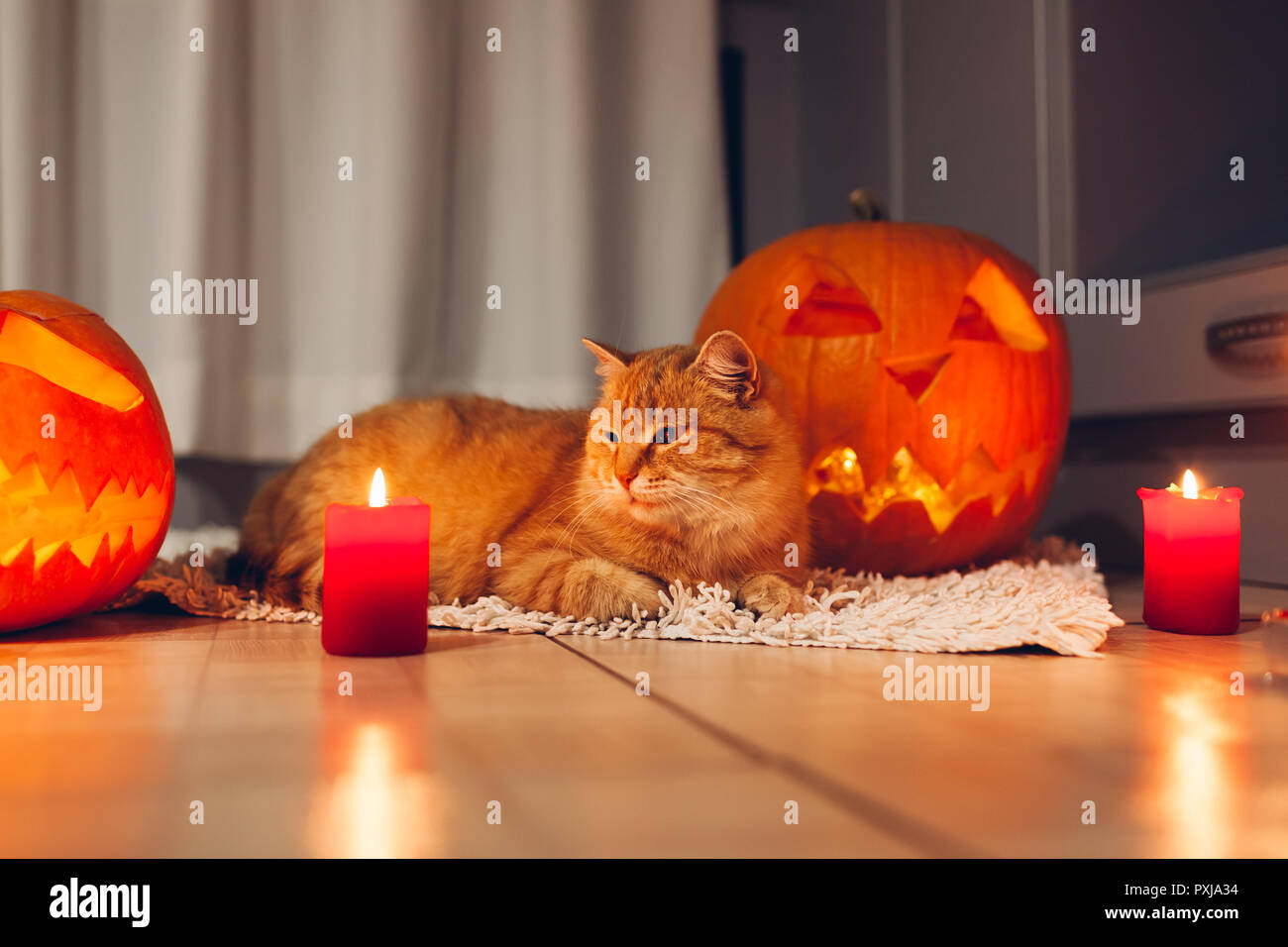 Halloween celebration. Red cat sitting by carved pumpkins on kitchen ...