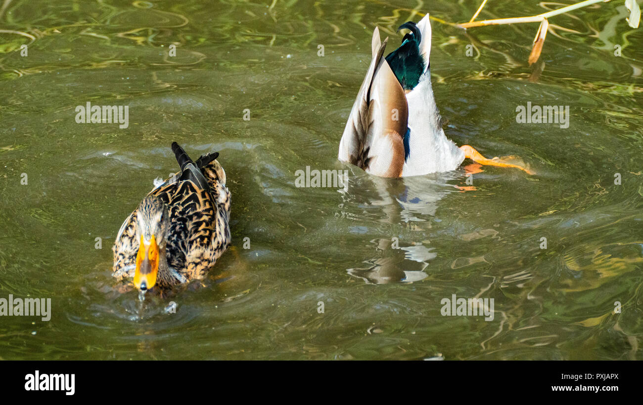 Refraction water duck hi-res stock photography and images - Alamy