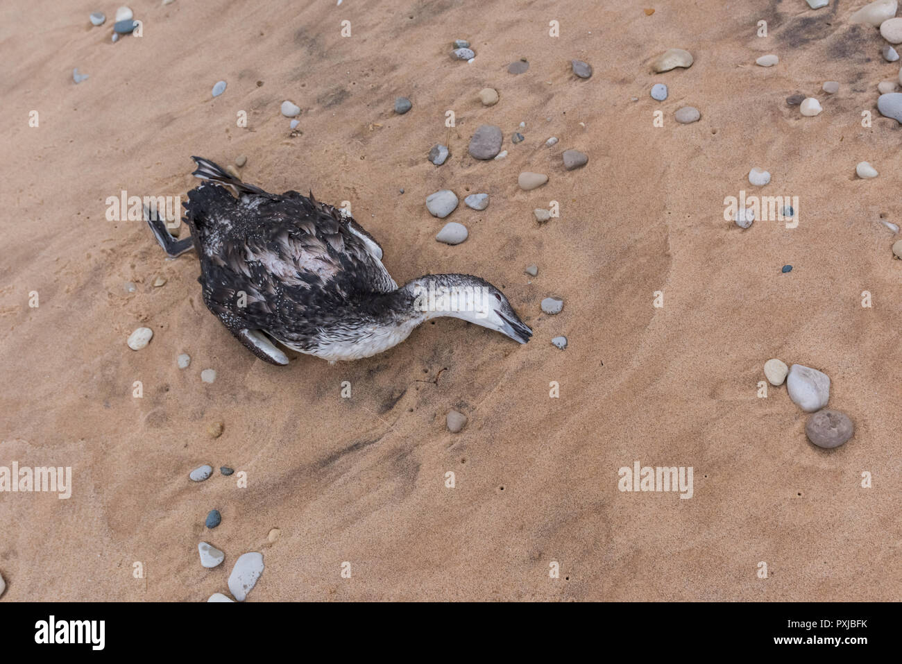 Dead non-breeding or immature Common Loon (Gavia immer) on beach in ...