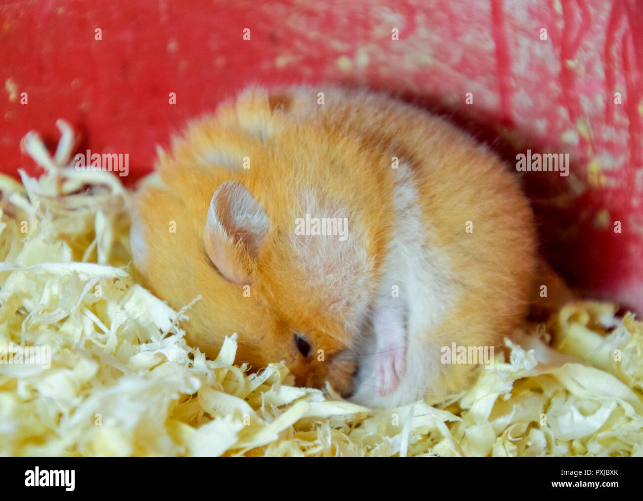 Hamster home in keeping in captivity. Hamster in sawdust. Red hamster ...