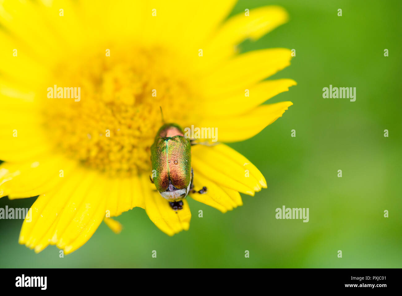 Picture of insect hi-res stock photography and images - Alamy