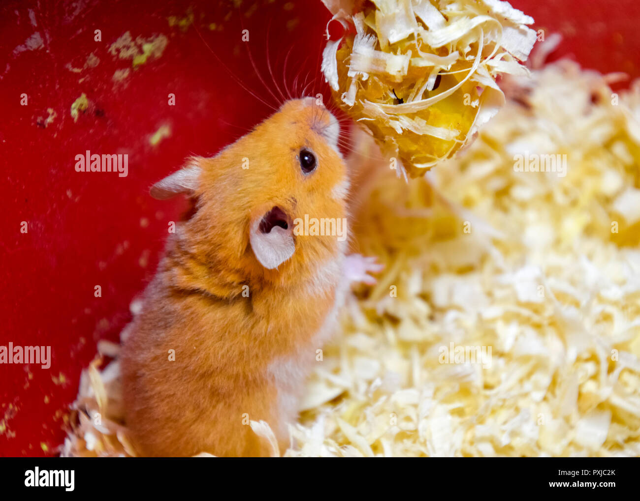 Hamster home in keeping in captivity. Hamster in sawdust. Red hamster ...