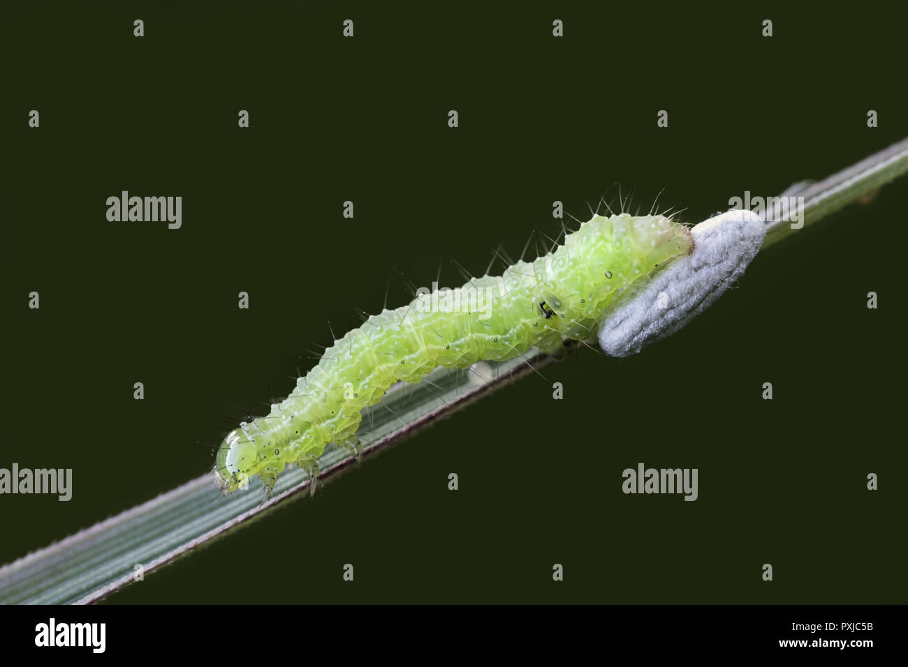 Moth larva, Autographa gamma, and parasitoid wasp cocoon Stock Photo ...