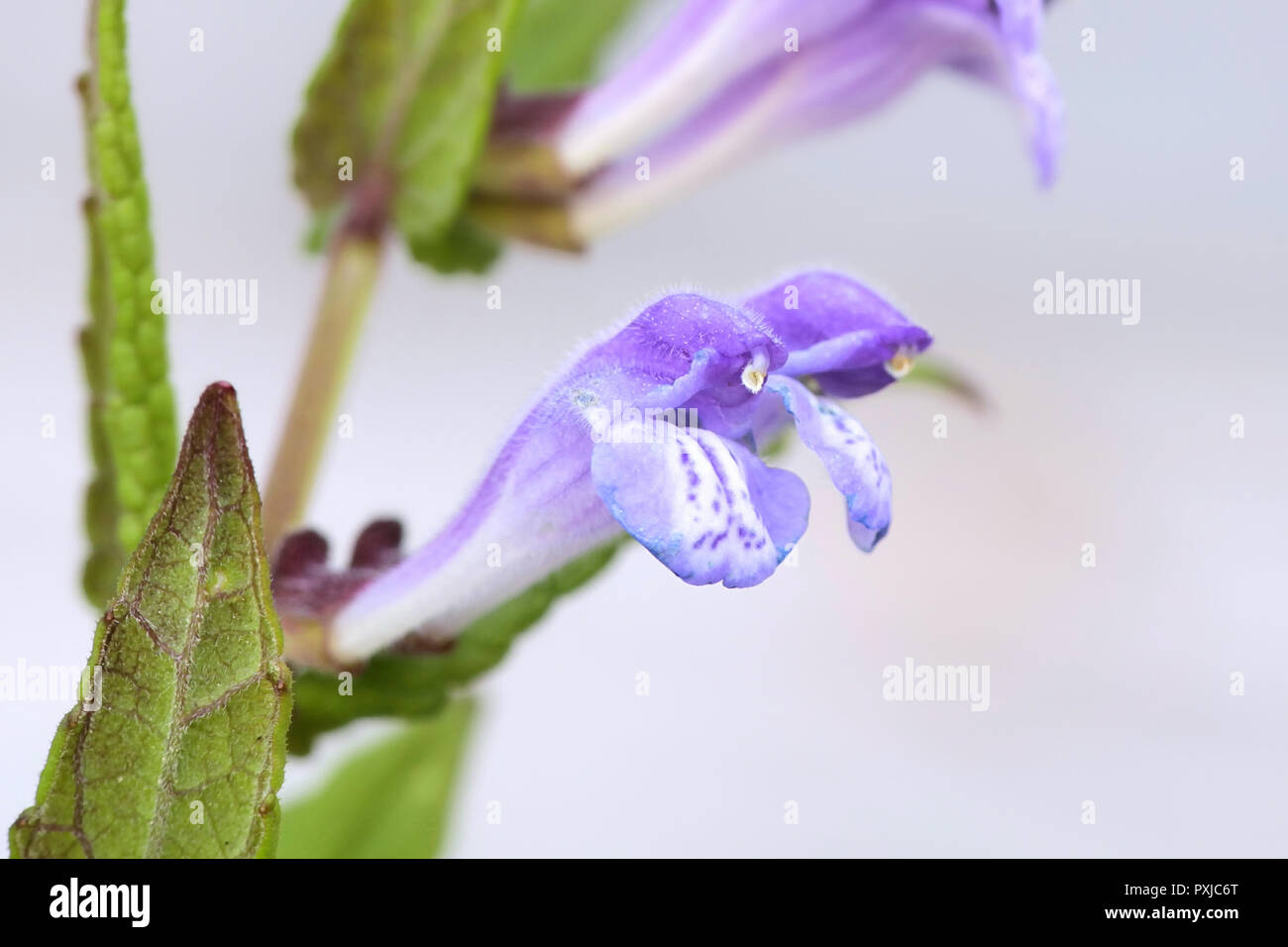 Skullcap plant hi-res stock photography and images - Alamy