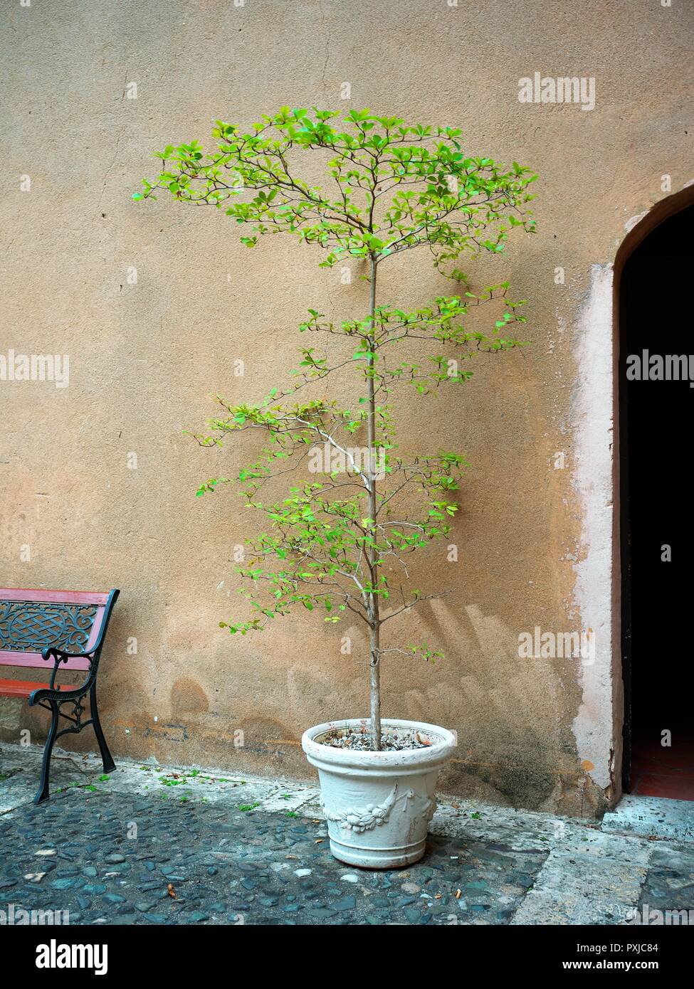 Tree Colonial Wall and Bench Stock Photo - Alamy