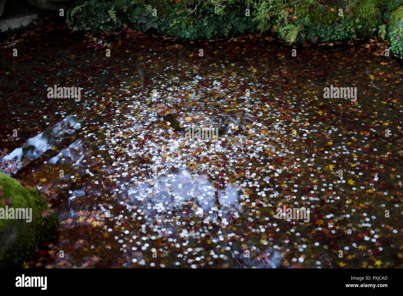 Coins at the bottom of a pond in a garden of Ginkaku-ji, Temple of the ...