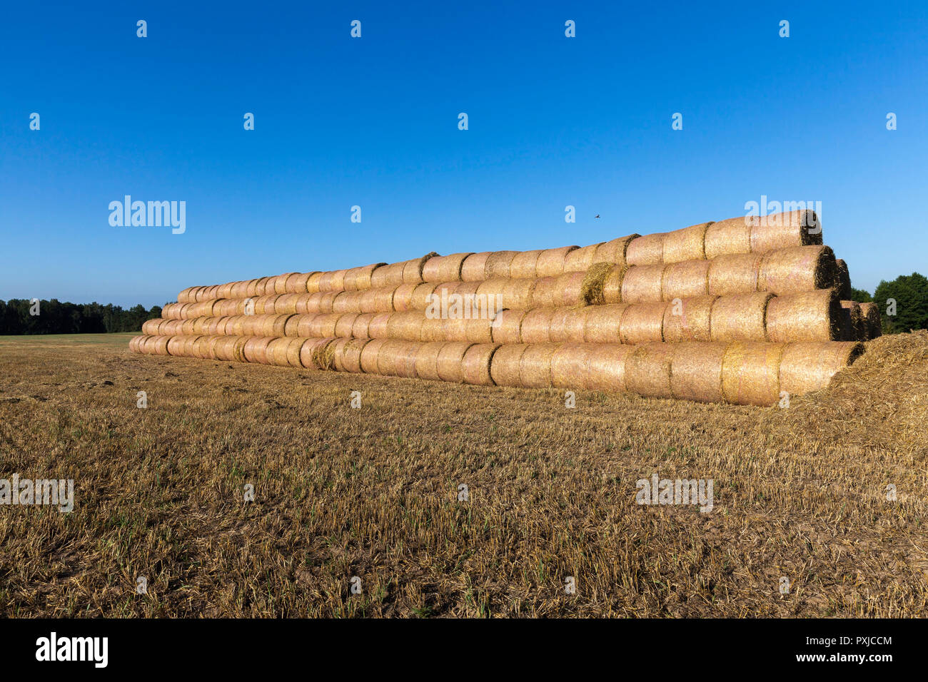 cylindrical wheat straw rolls stacked together for convenient storage ...