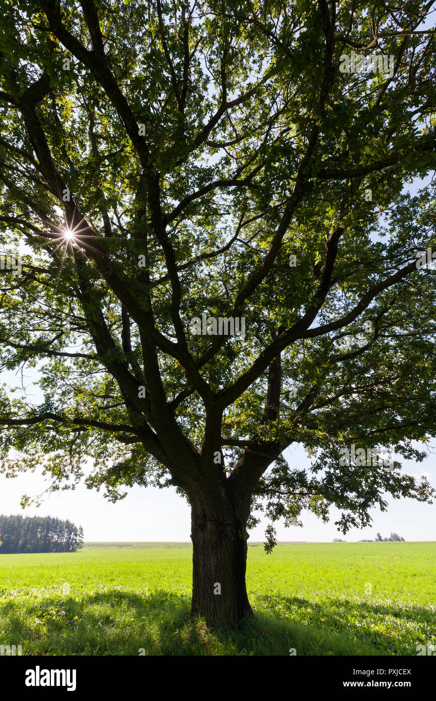 closeup of an old oak tree with green foliage lit from behind by ...